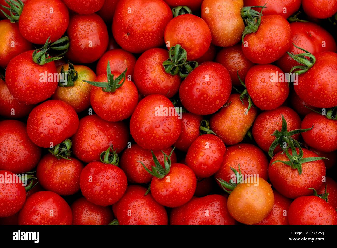 Tomato cherry tomatoes type hi-res stock photography and images - Alamy