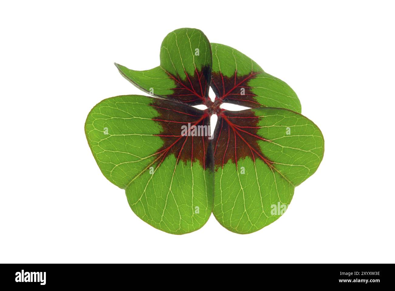 Four leaf clover icons hi-res stock photography and images - Alamy