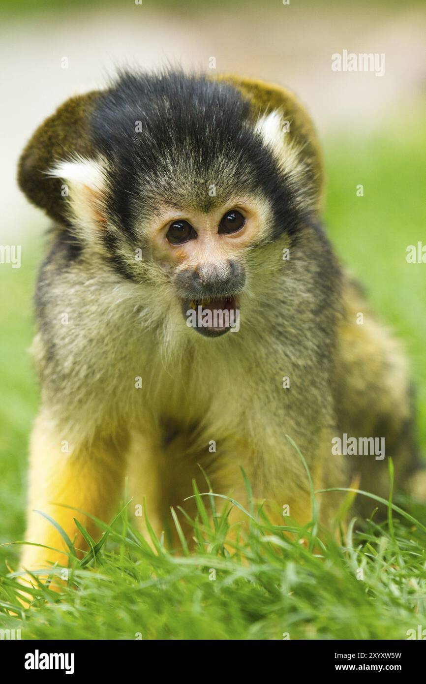 Squirrel monkey (Saimiri), squirrel monkey Stock Photo - Alamy