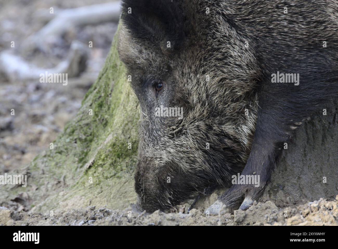 Boar sus scrofa burrow hi-res stock photography and images - Alamy