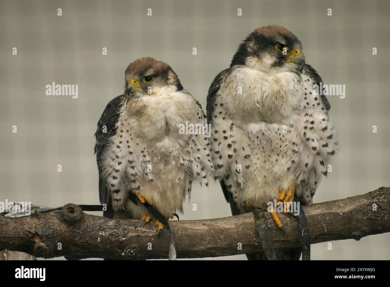 Lanner falcons falco biarmicus hi-res stock photography and images - Alamy