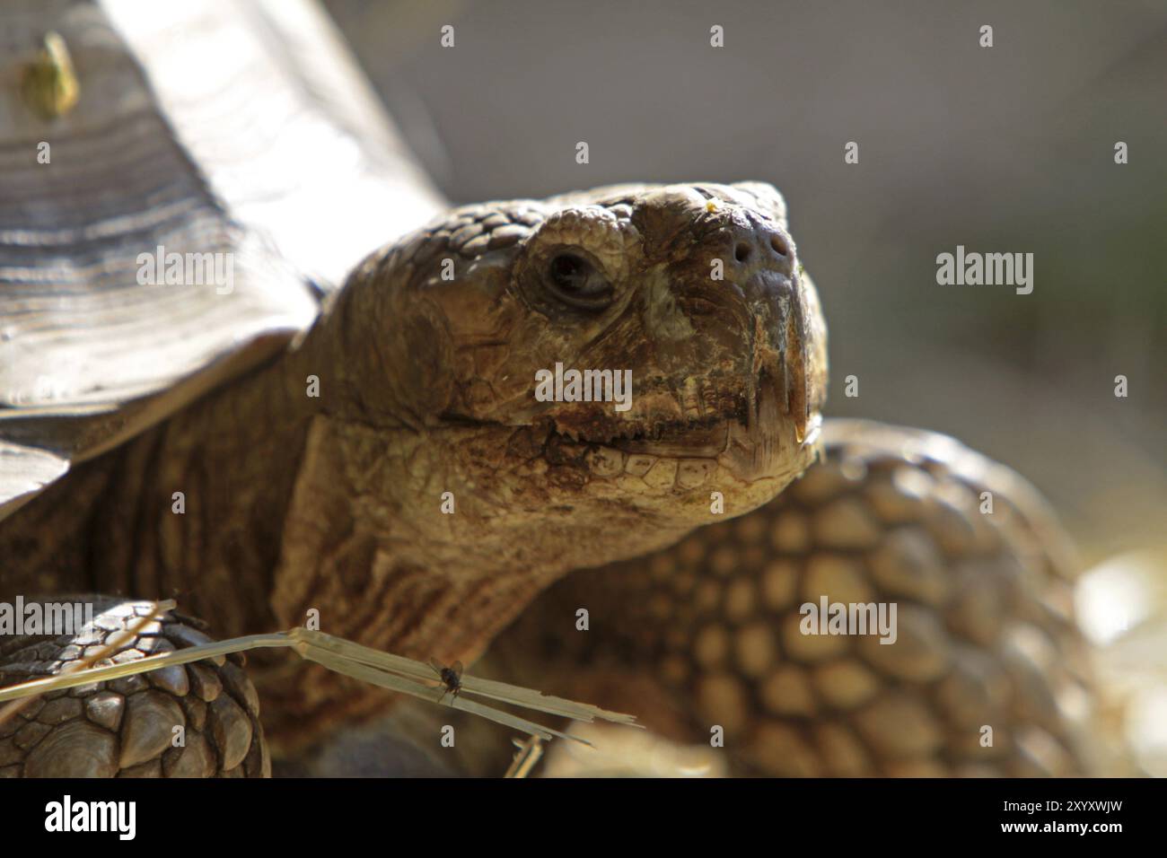 African spur thighed tortoises hi-res stock photography and images - Alamy