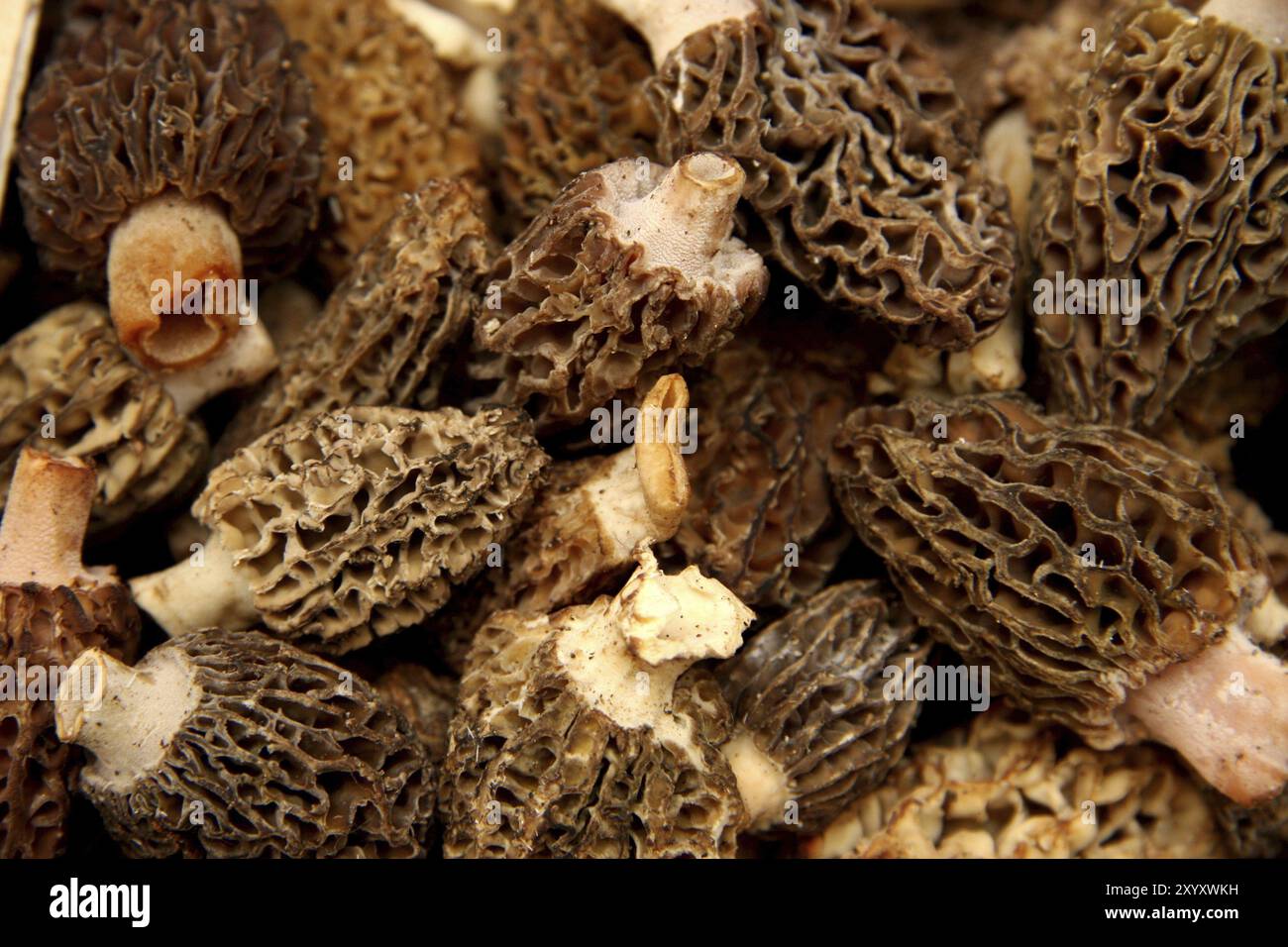 Fungus fresh mushrooms morel morels hi-res stock photography and images ...