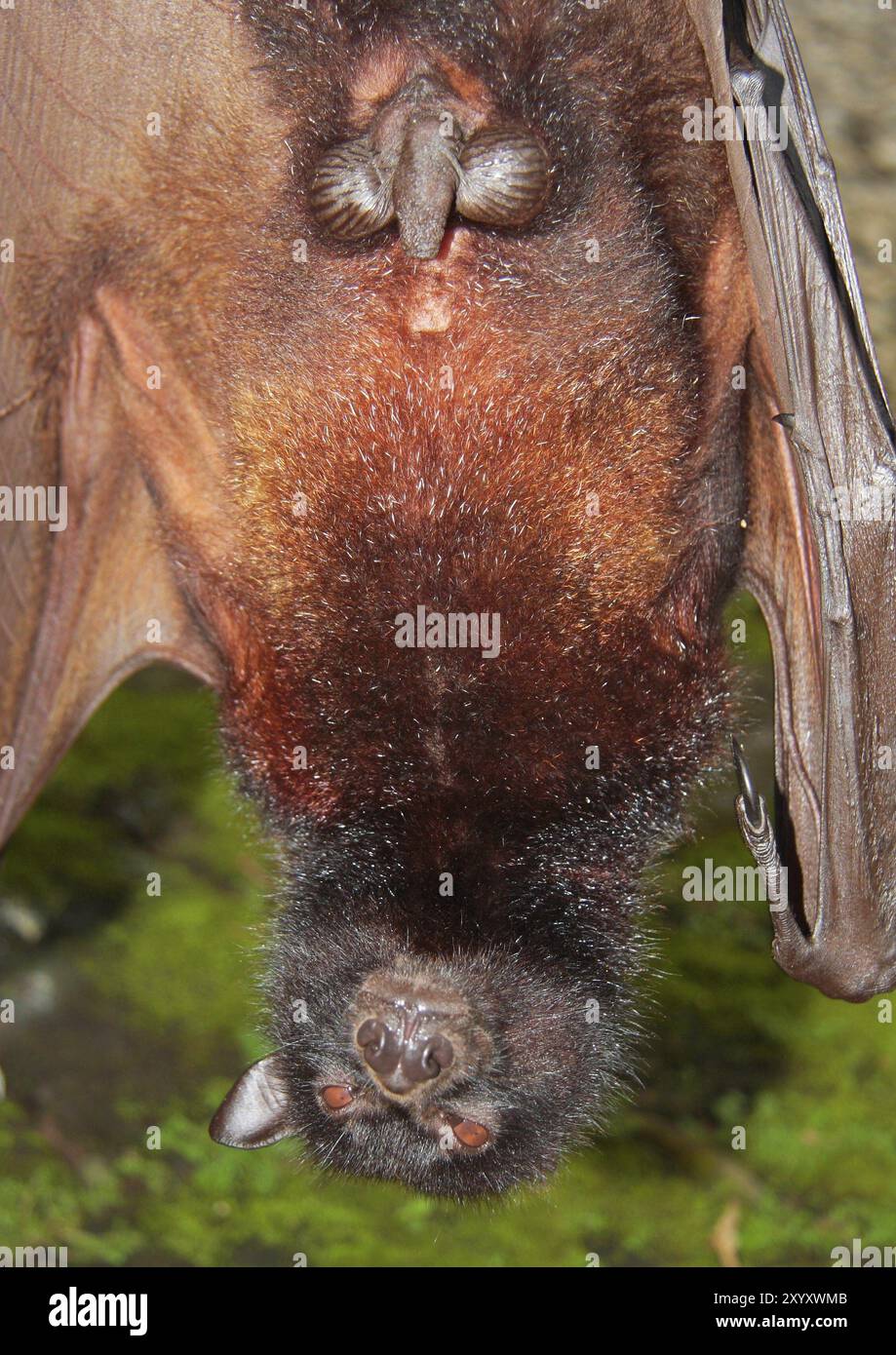 Megabat bat in bali hi-res stock photography and images - Alamy