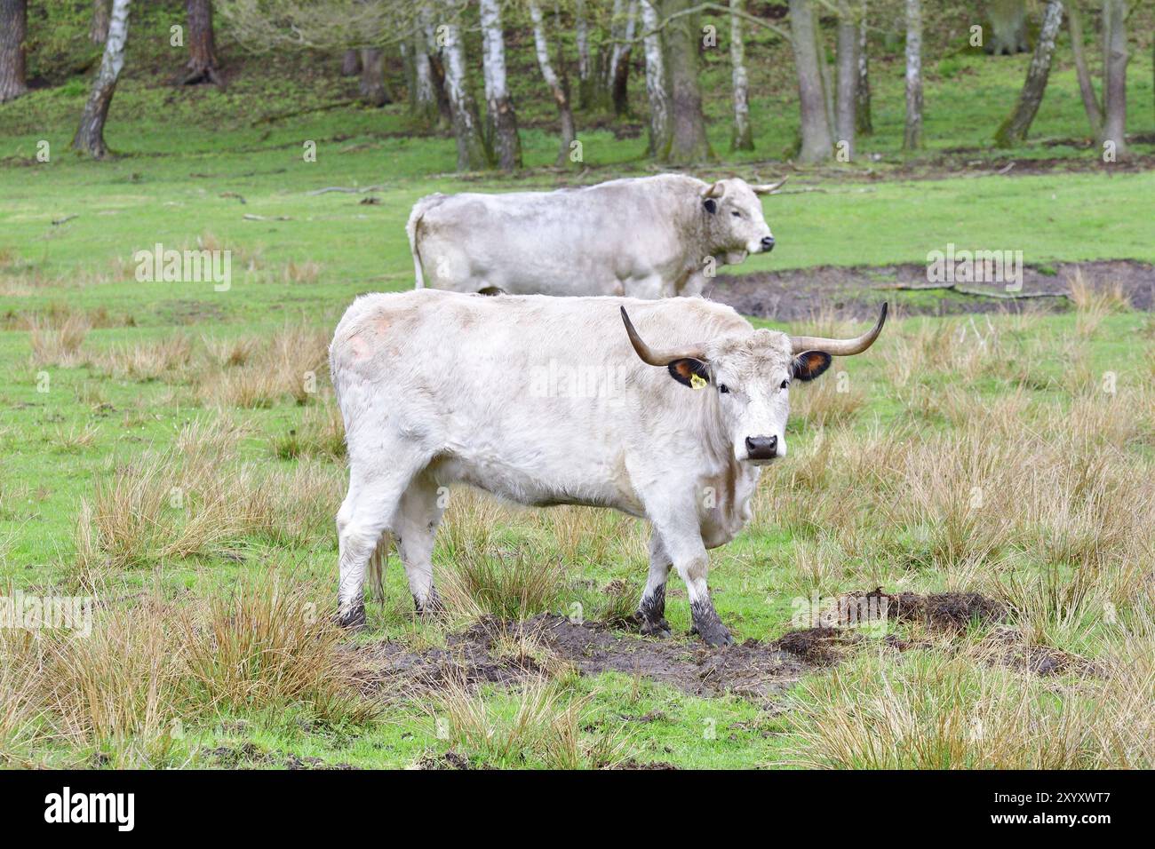 White Park cattle, White English Park cattle, White Park cattle on a ...