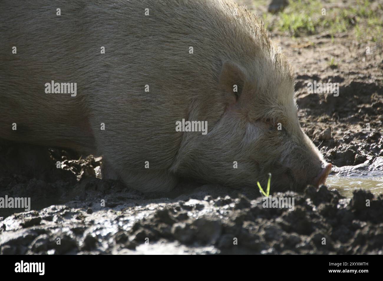 Mini pig having a mud bath Stock Photo - Alamy