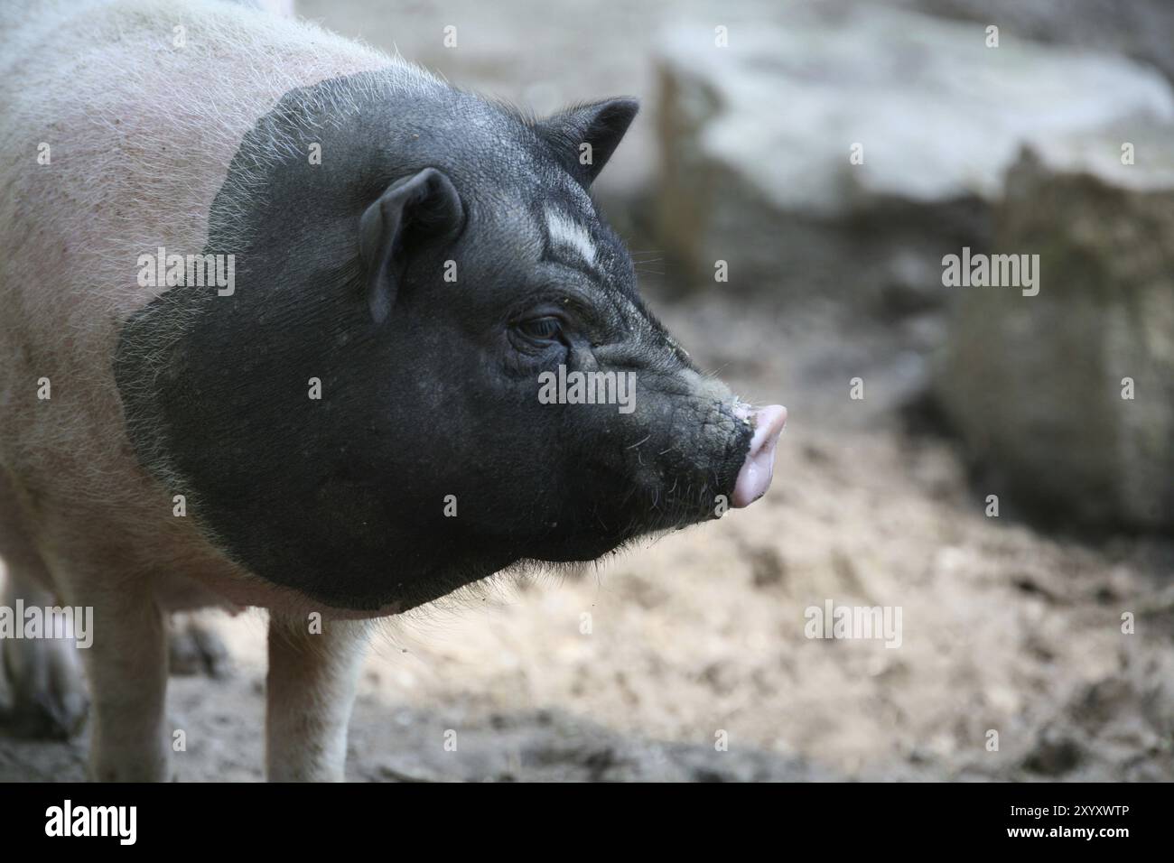 Vietnamese pot bellied piglets hi-res stock photography and images - Alamy