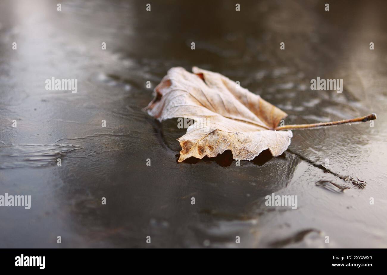 Single dry maple leaf on the ice Stock Photo - Alamy