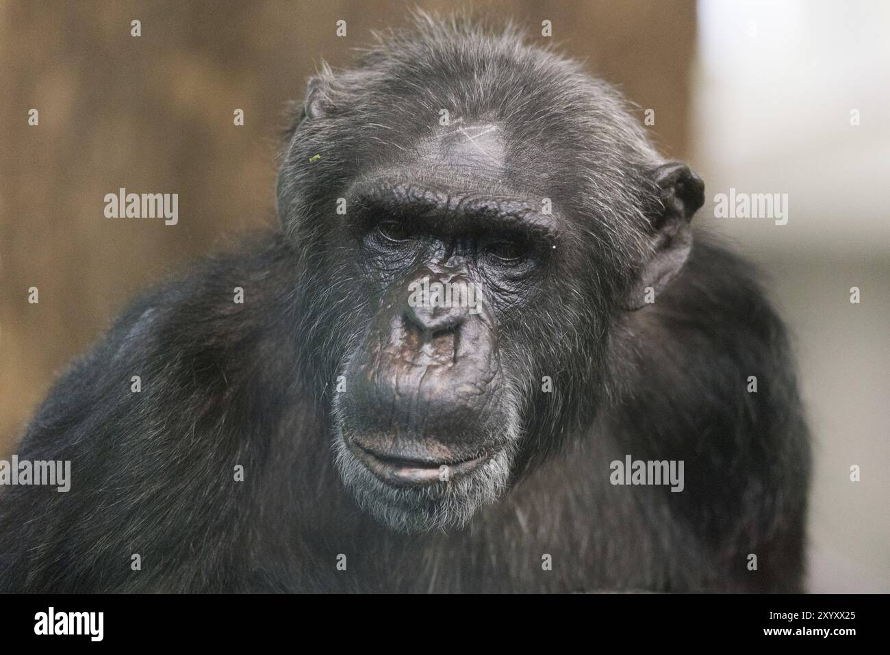Close up chimpanzee. Close up chimp Stock Photo - Alamy