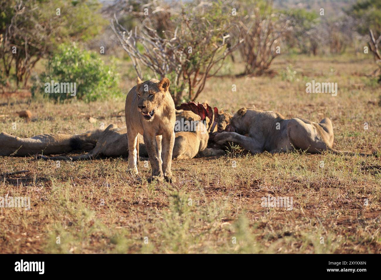 Lion pack feeding hi-res stock photography and images - Alamy