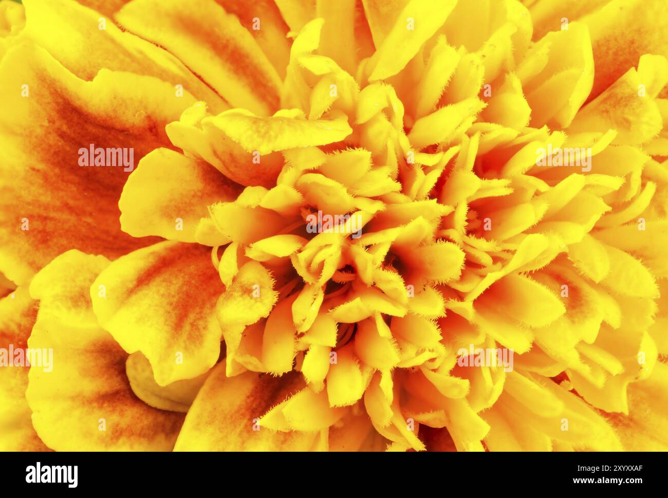 Marigold texture hi-res stock photography and images - Alamy