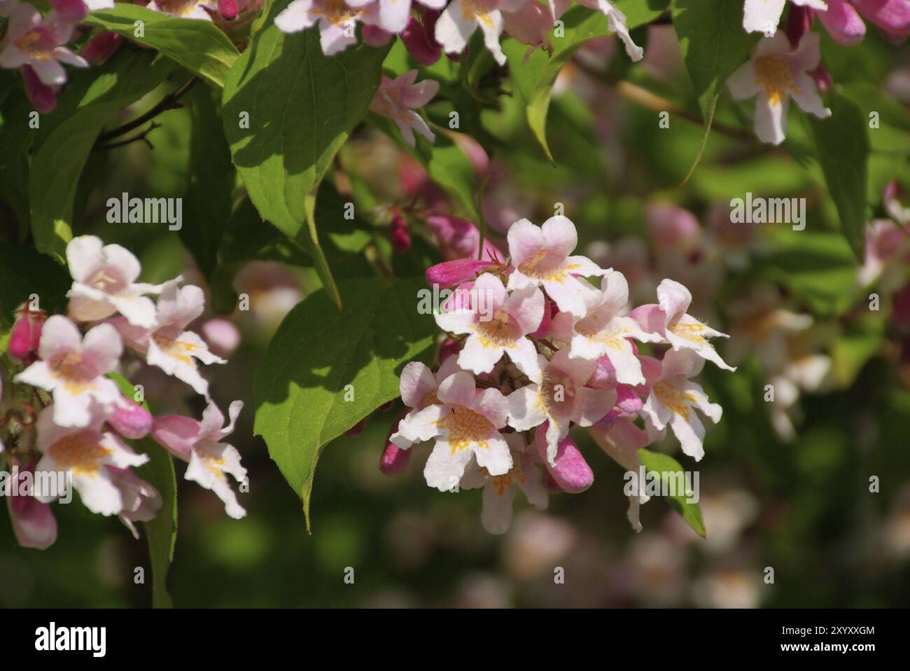 Jasmin open hi-res stock photography and images - Alamy
