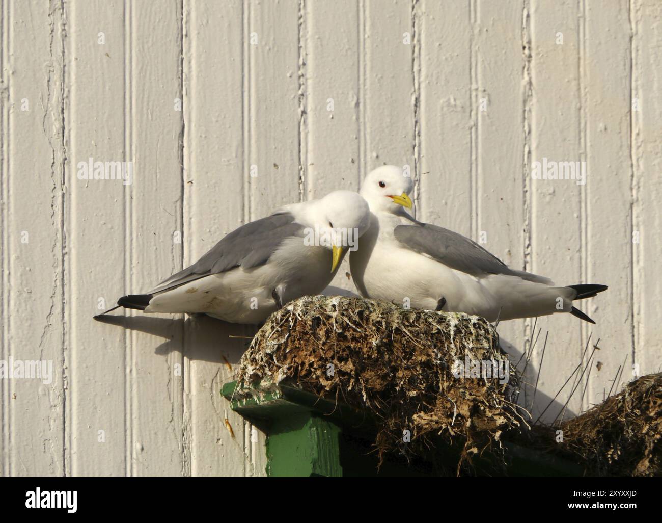 Empty nest in water waterfowl hi-res stock photography and images - Alamy