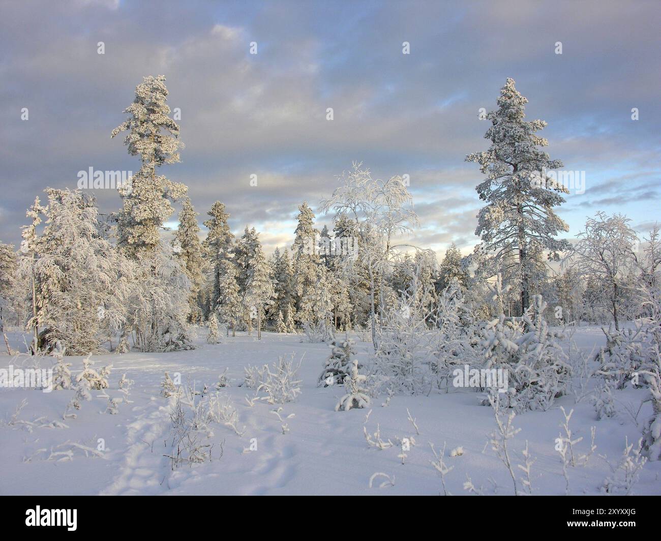 Winter in Sweden Stock Photo - Alamy