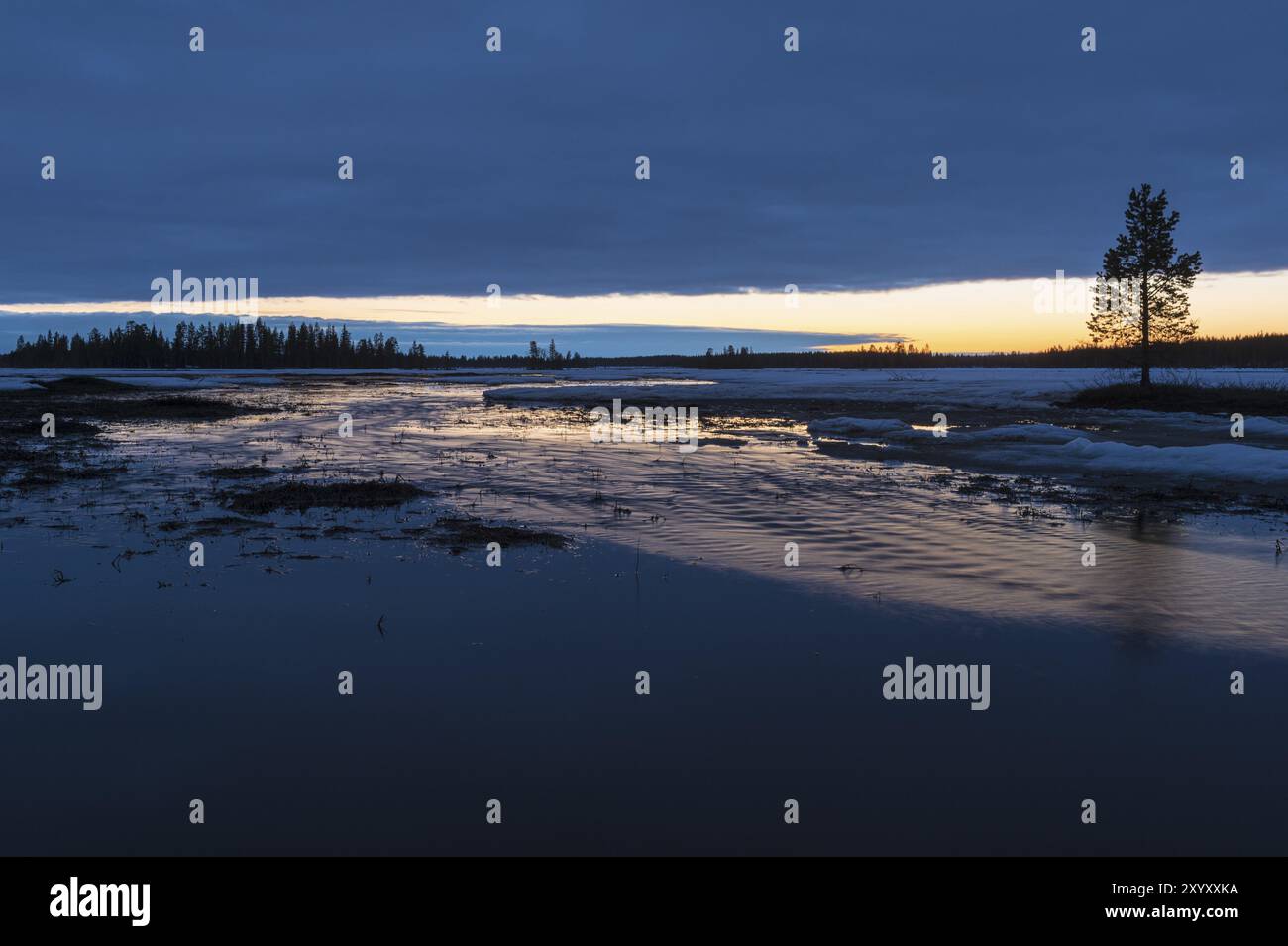 View boggy marshland vegetation hi-res stock photography and images - Alamy