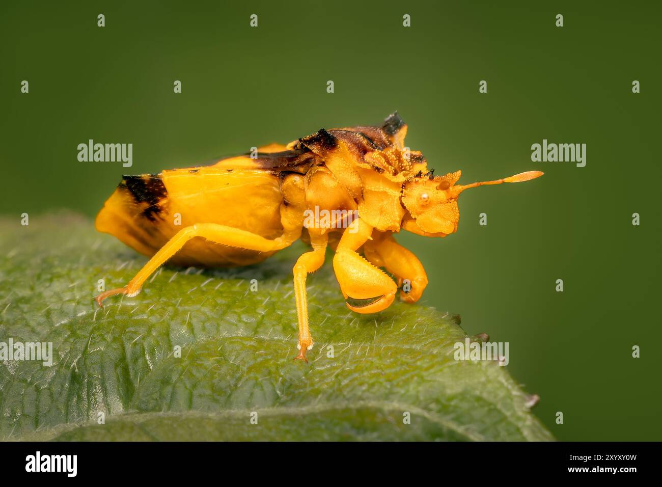 American ambush bug hi-res stock photography and images - Alamy