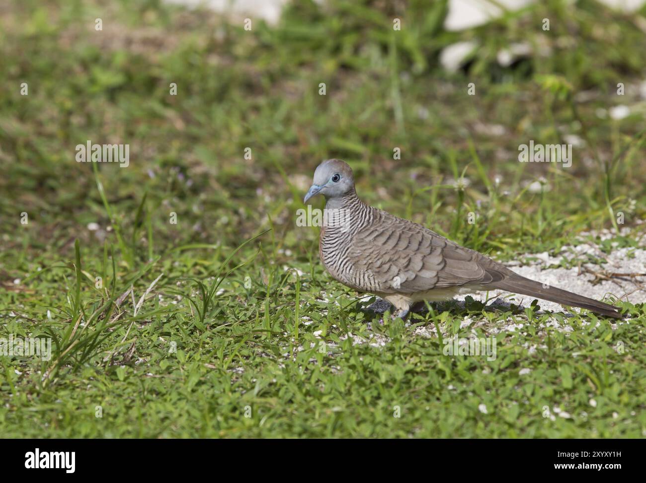 Barred Pigeon, Geopelia striata, zebra dove Stock Photo - Alamy