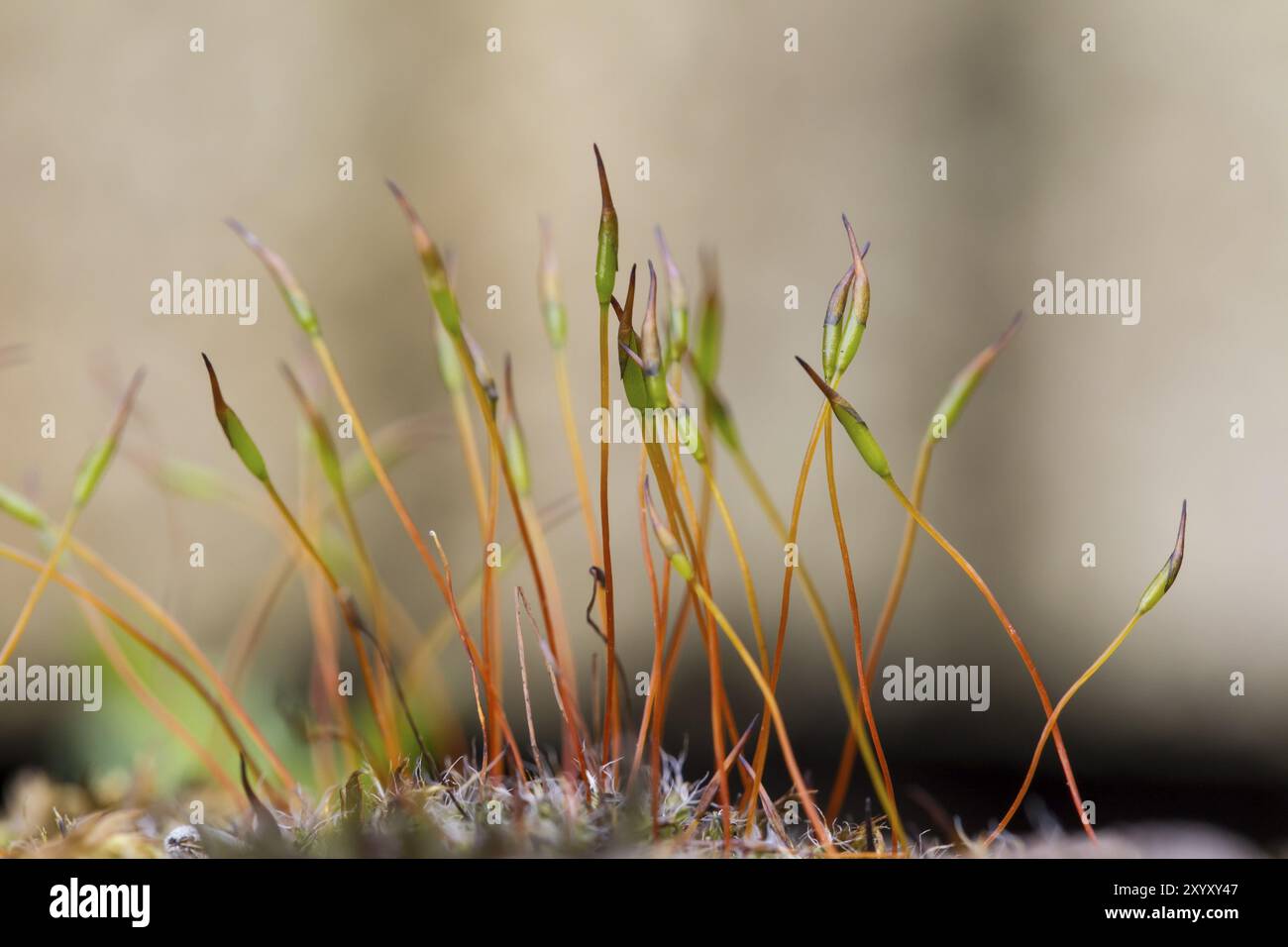 Wall moss, Tortula muralis, moss Stock Photo - Alamy