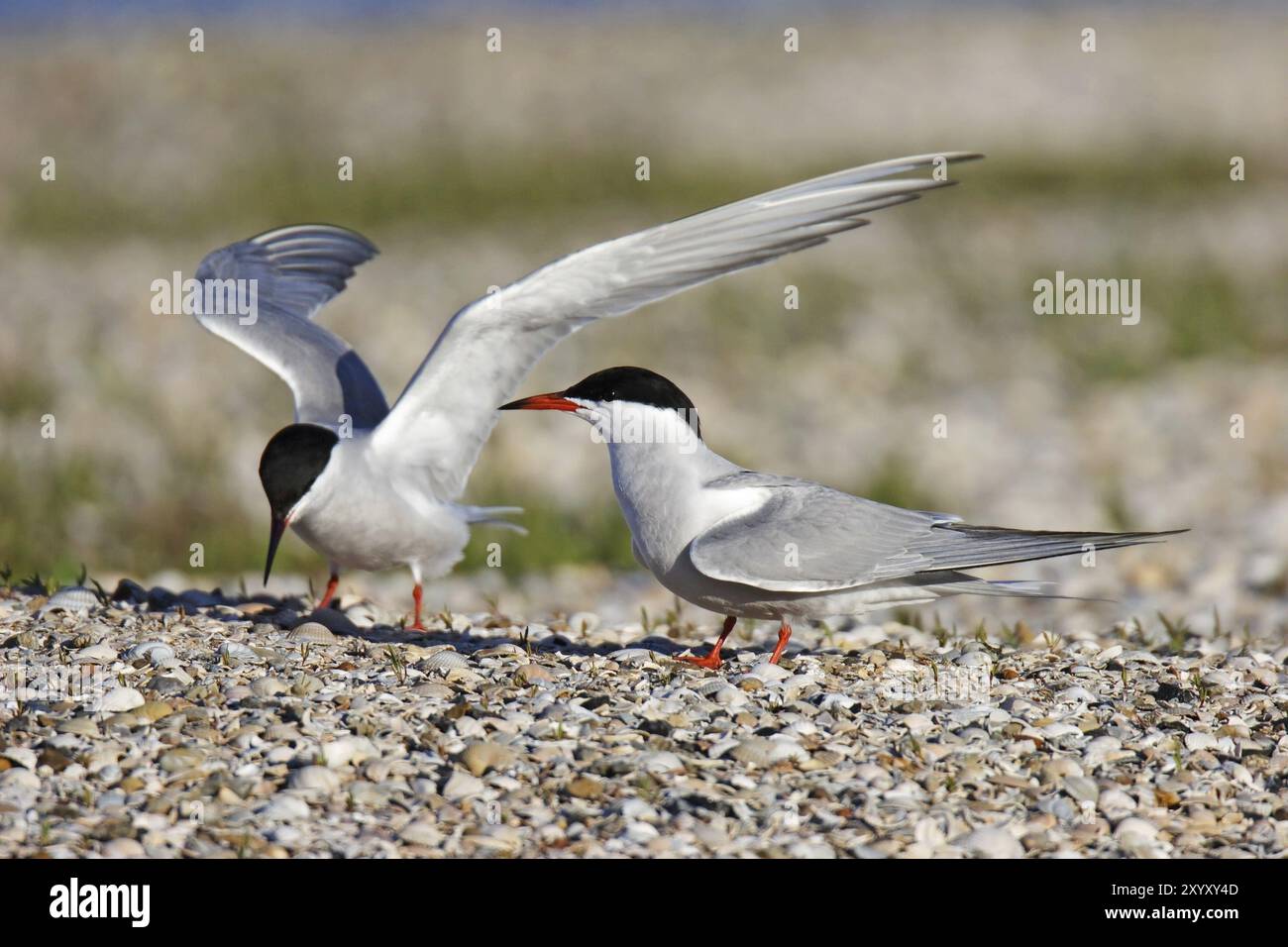 Common Tern, Sterna hirundo, common tern Stock Photo - Alamy