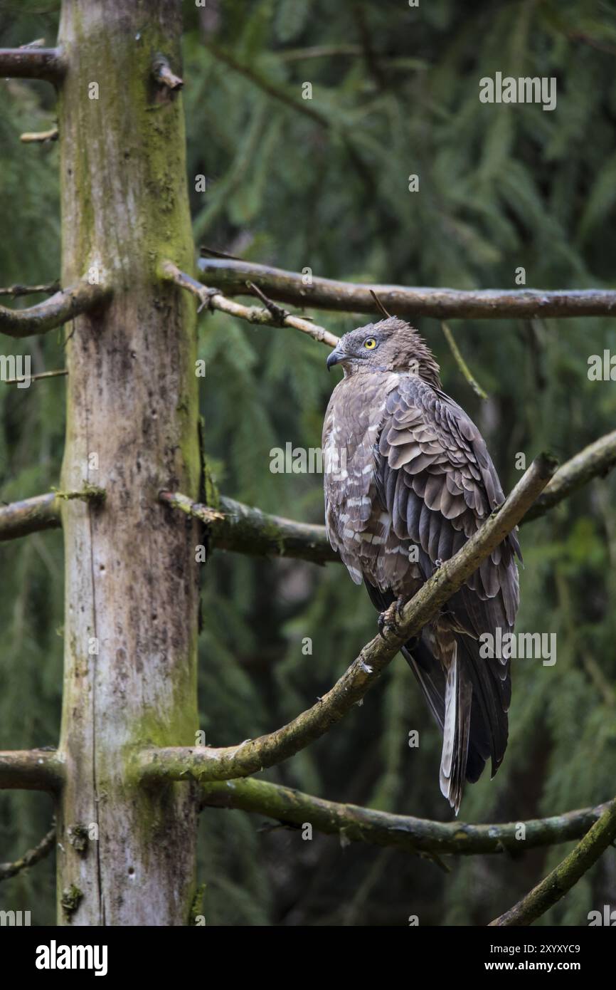 Honey buzzard, female, European honey buzzard, female, Pernis apivorus ...