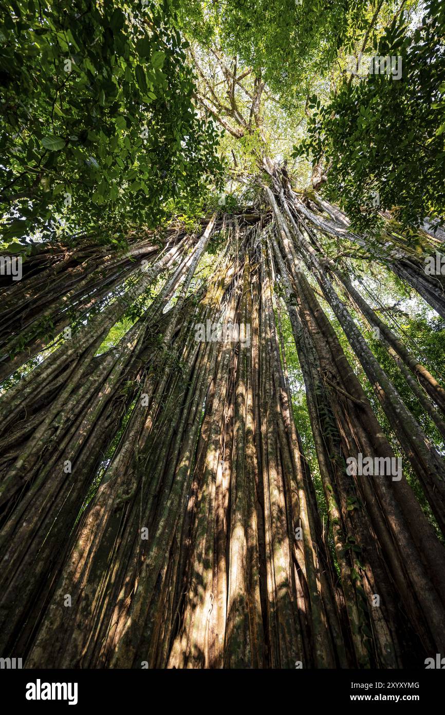 Hanging roots of a giant strangler fig (Ficus americana), looking ...