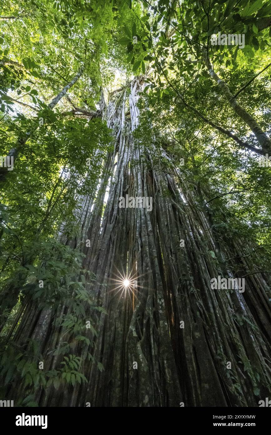 Trees tree roots ray suns hi-res stock photography and images - Alamy