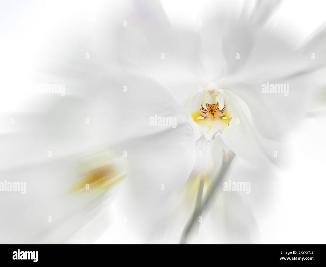 White orchid (Phalaenopsis), flowers, zoom effect Stock Photo - Alamy