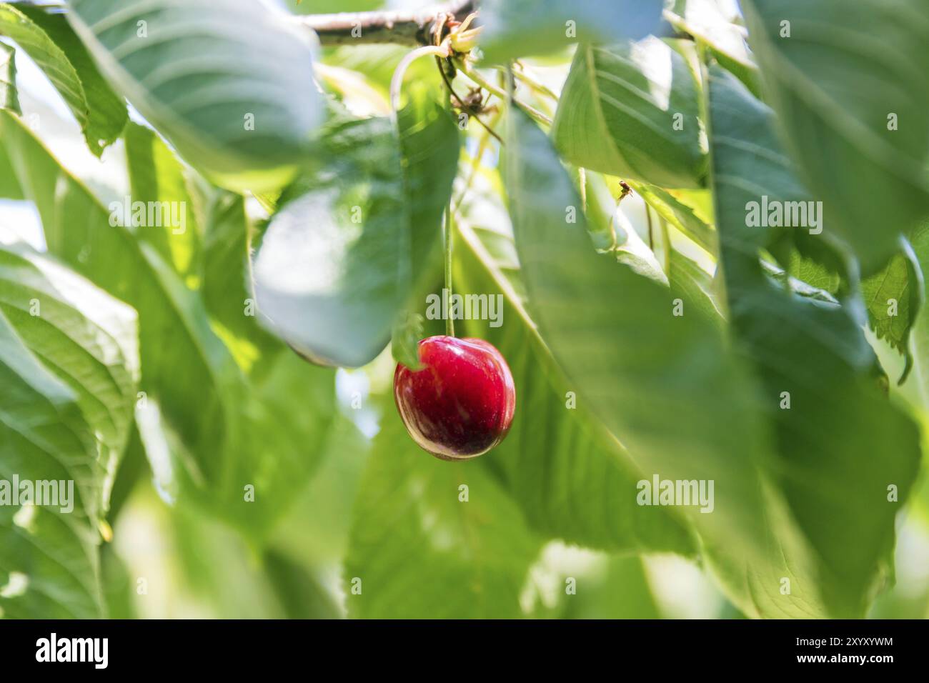 Red cherry scattered on hi-res stock photography and images - Alamy