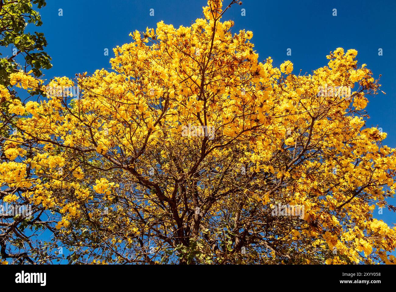 Golden trumpet tree, aka Yellow Ipe. Tabebuia Alba tree, Handroanthus ...