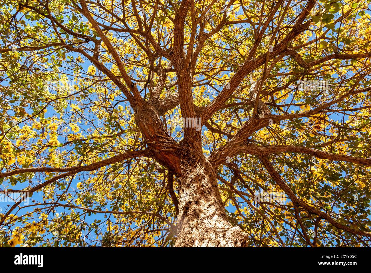 Golden trumpet tree, aka Yellow Ipe. Tabebuia Alba tree, Handroanthus ...