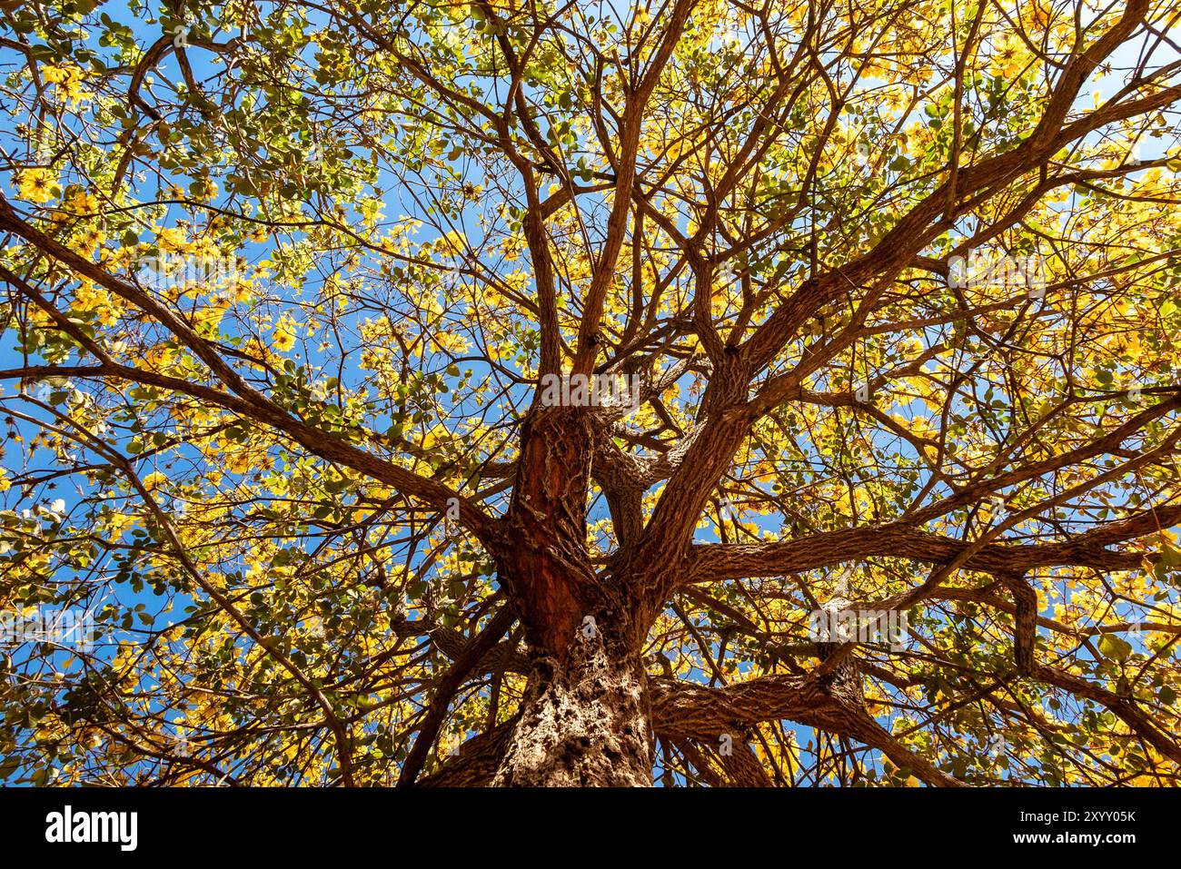 Golden trumpet tree, aka Yellow Ipe. Tabebuia Alba tree, Handroanthus ...