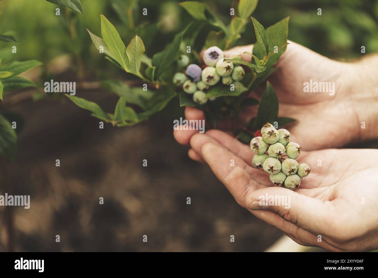 Hand man farmer arable land hi-res stock photography and images - Alamy