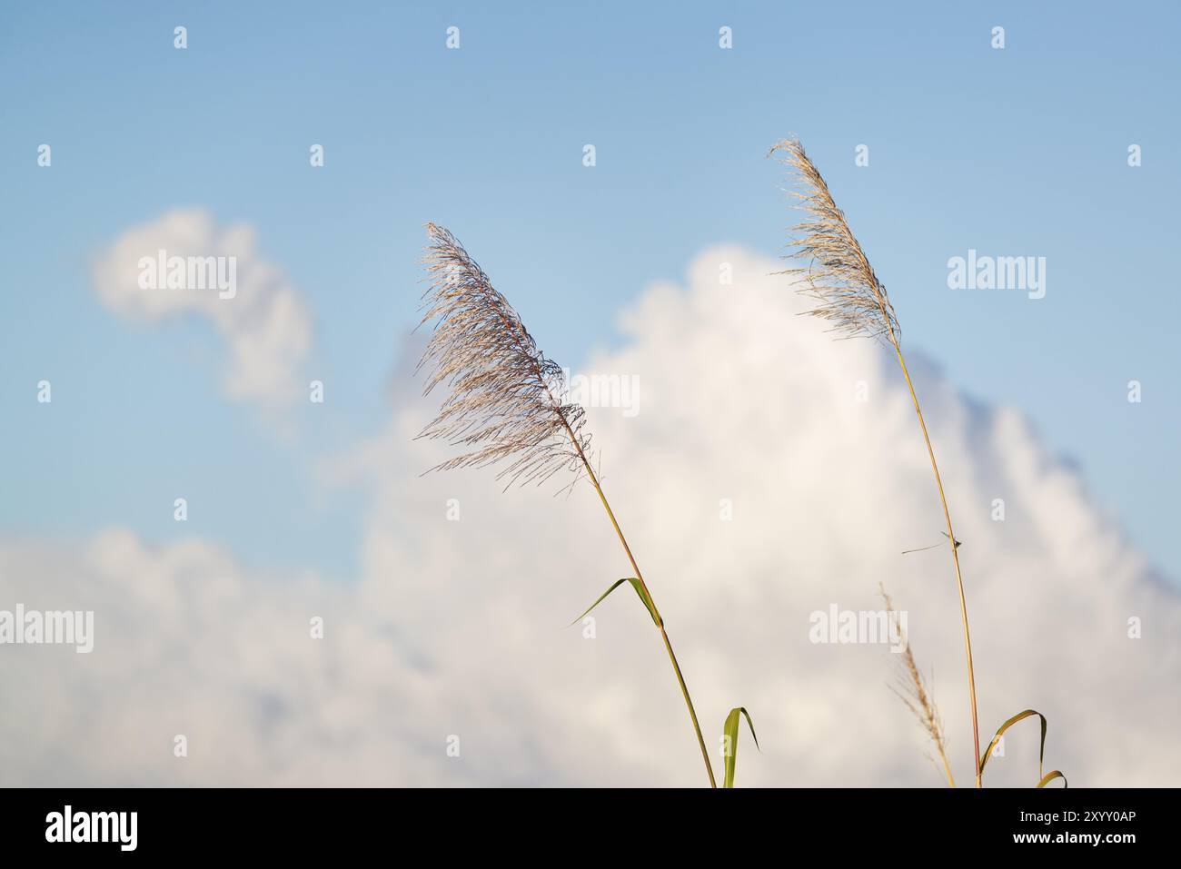 Flowers of sugar cane trees and green leaves at Reunion Island Stock ...