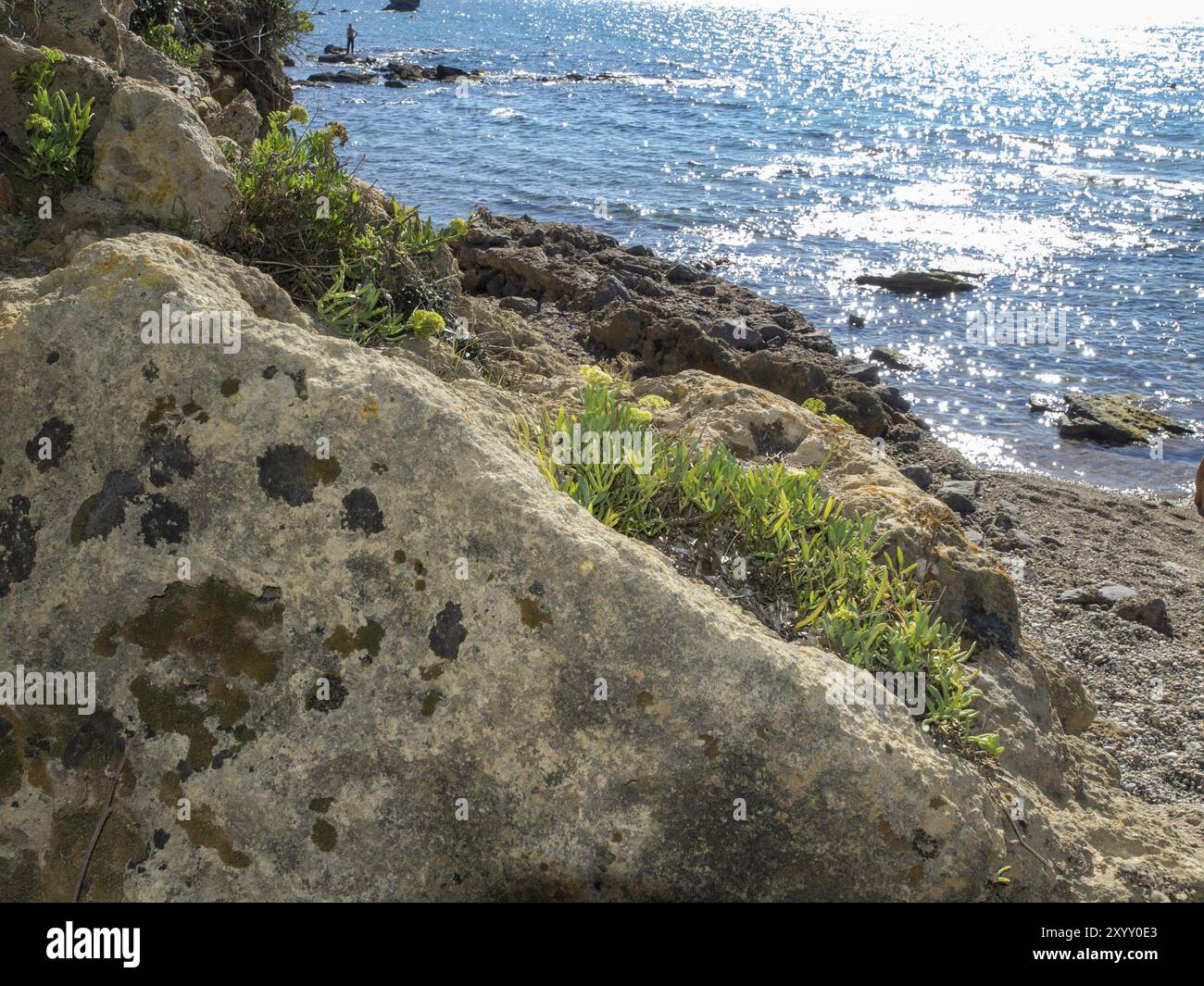 Seashore with plants hi-res stock photography and images - Alamy