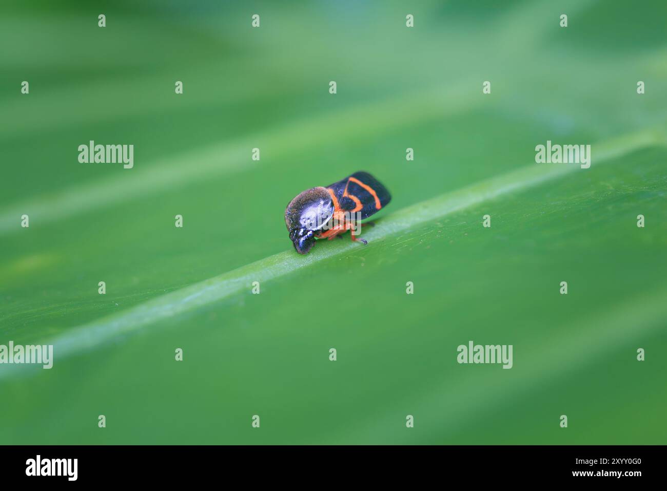 A vibrant two-lined spittlebug (Okiscarta uchidae) resting on a green ...