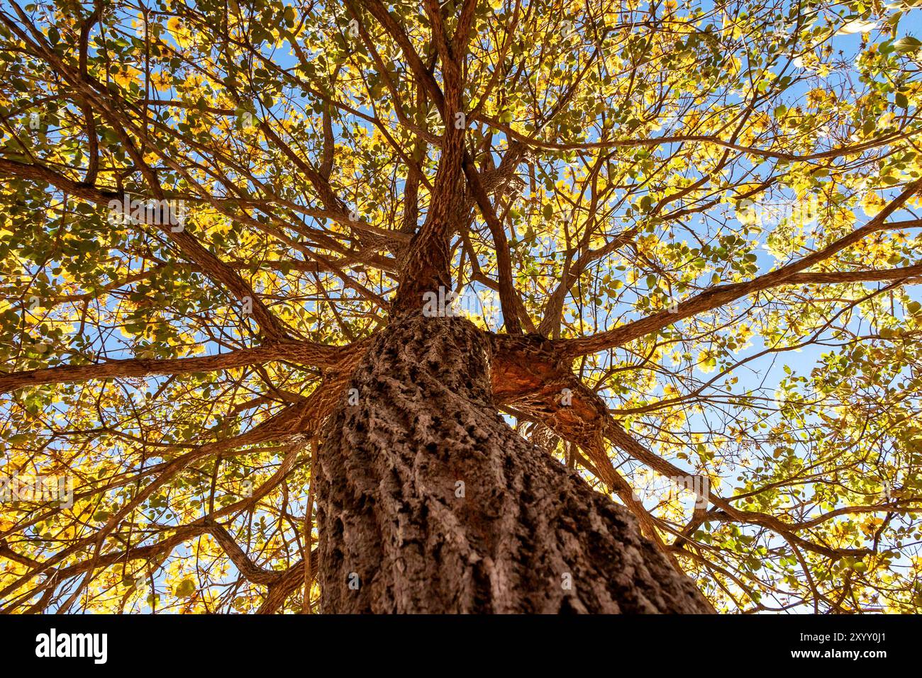 Golden trumpet tree, aka Yellow Ipe. Tabebuia Alba tree, Handroanthus ...