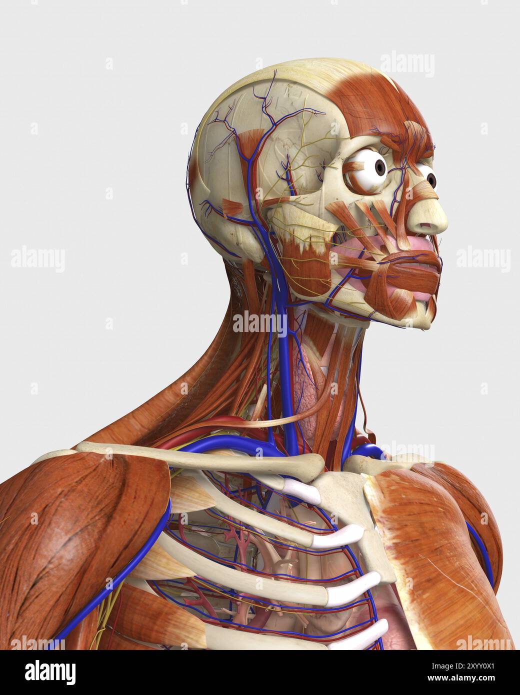 Bones and muscles anatomy hi-res stock photography and images - Alamy