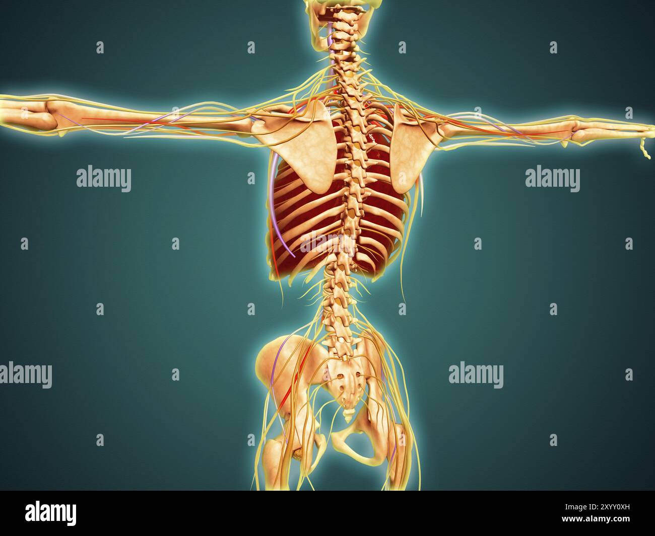 Human shoulder nerve hi-res stock photography and images - Alamy
