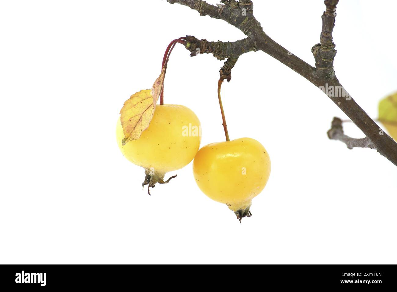 Branch with crab apple fruits and yellowed leaves isolated on white ...