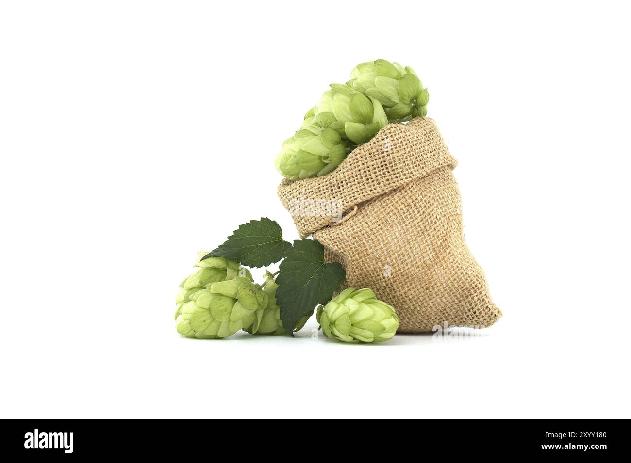 Hops cones with leaves spilling from a hessian bag, beer brewing and ...