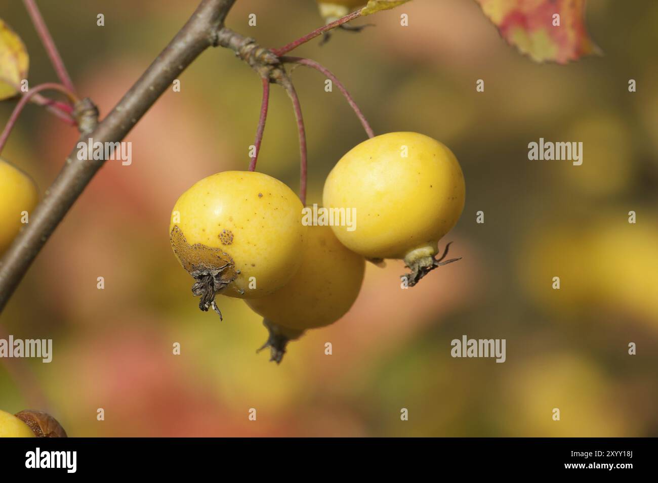 Close-up of crab apple on an autumn day surrounded by vibrant yellow ...