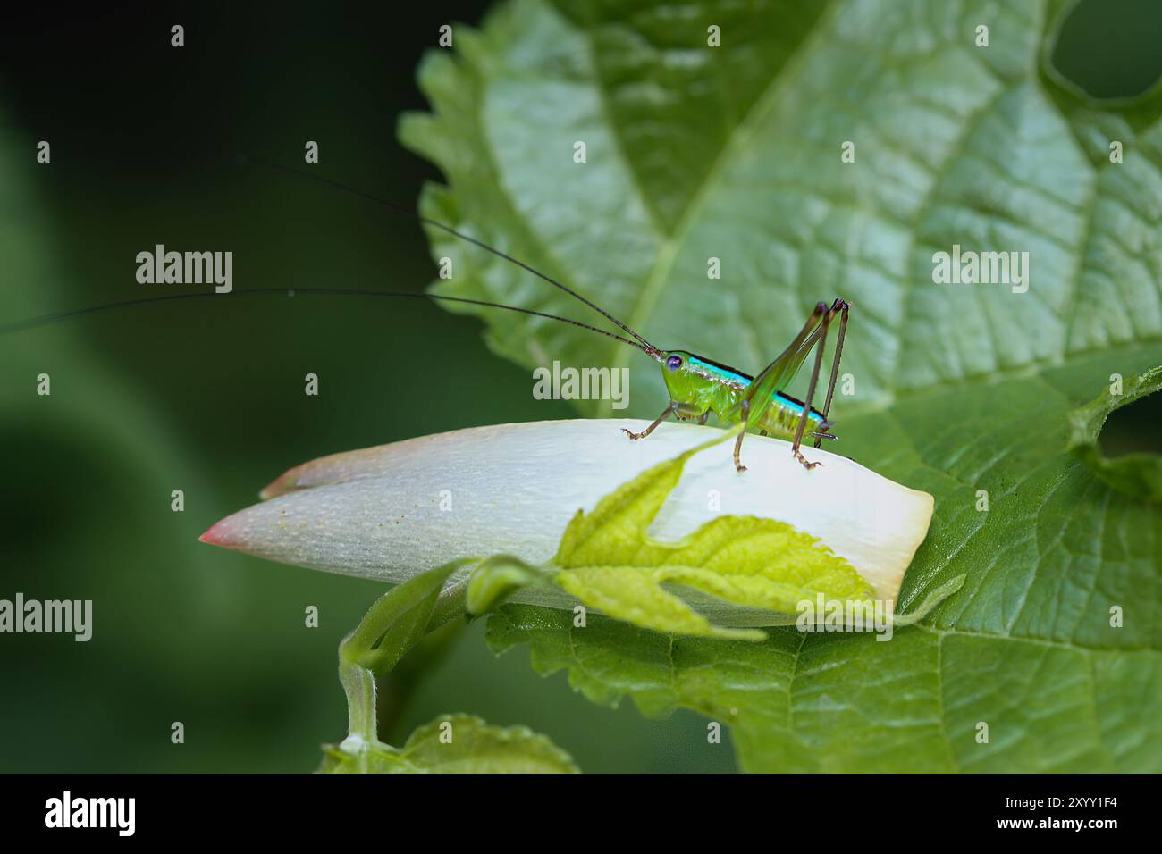 A striking green bush cricket with exceptionally long antennae perches ...