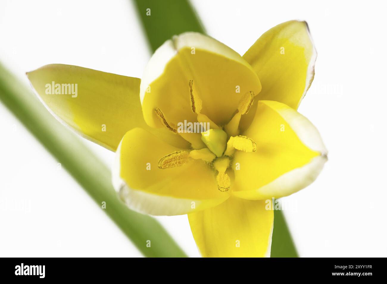 Wild tulip (Tulipa sylvestris Stock Photo - Alamy