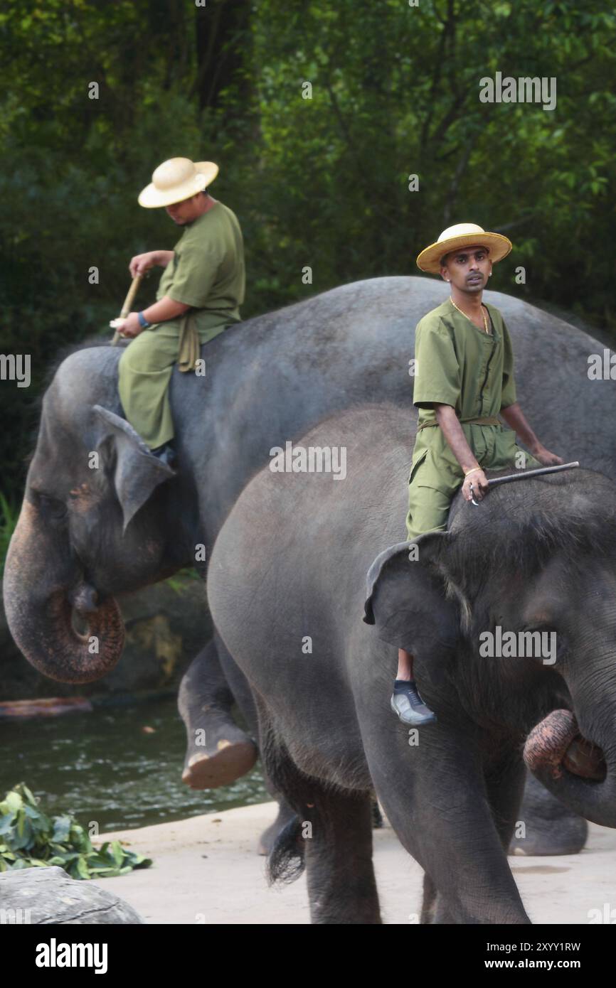 Working elephants at Singapore Zoo Stock Photo - Alamy