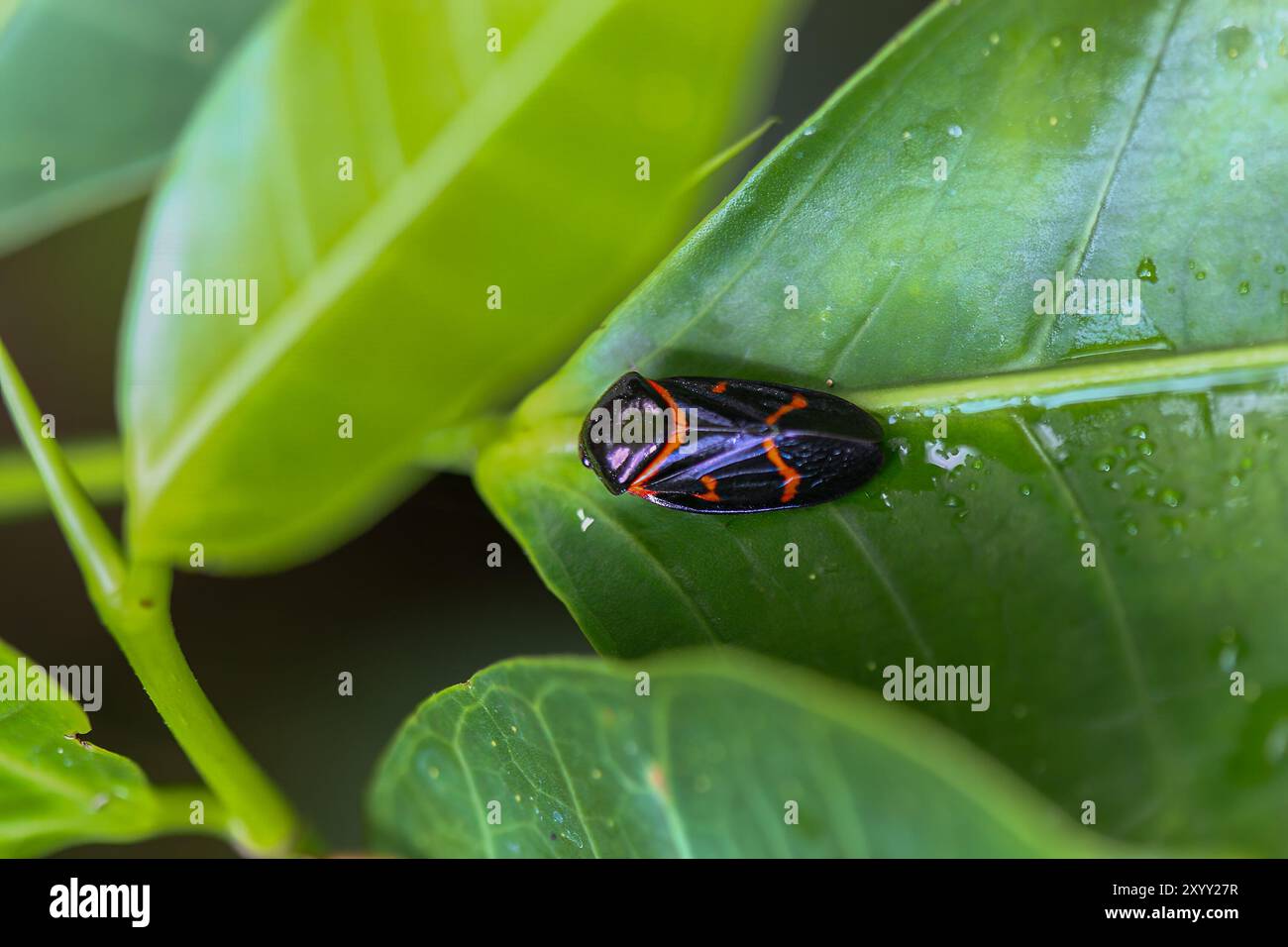 A vibrant two-lined spittlebug (Okiscarta uchidae) resting on a green ...