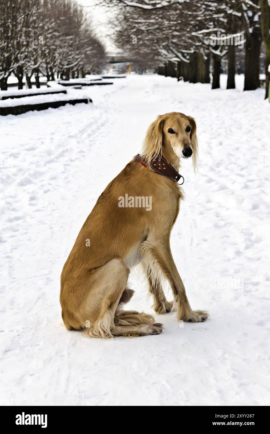 Galgo saluki hi-res stock photography and images - Alamy