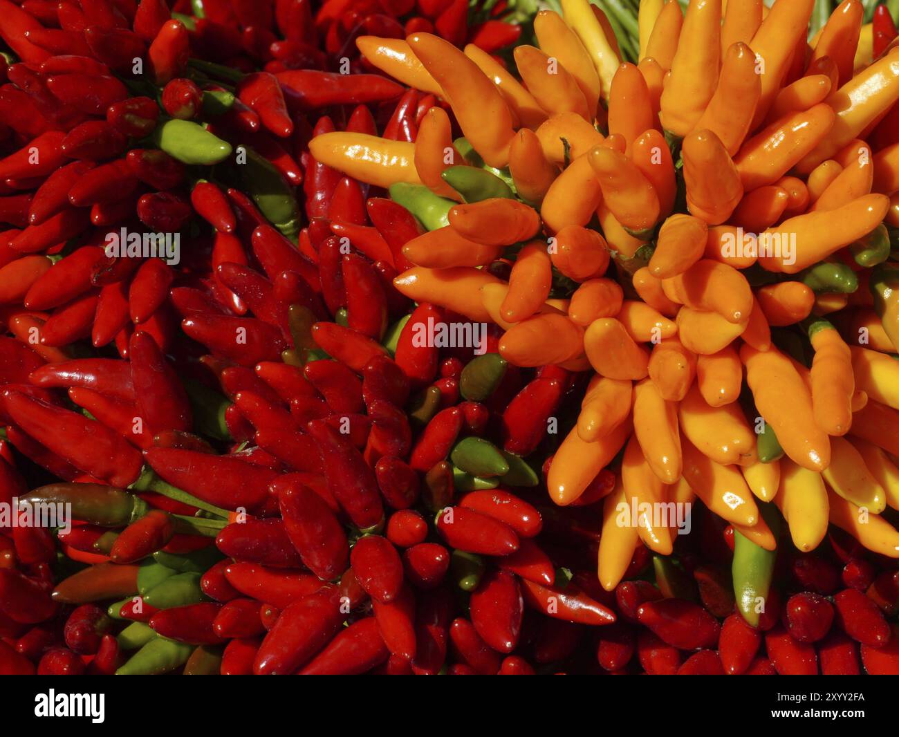 Little chilli plants hi-res stock photography and images - Alamy