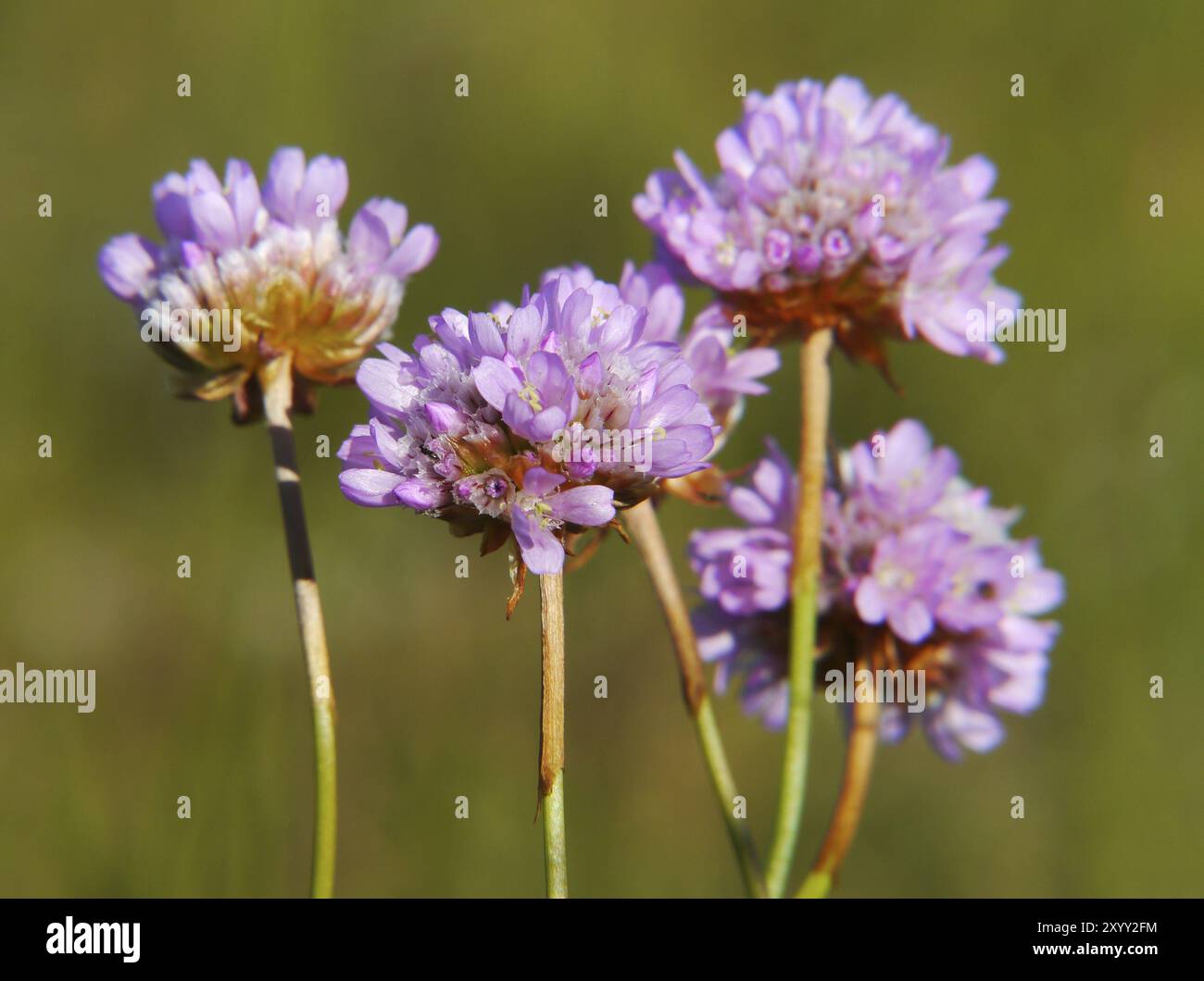 Carnation marsh hi-res stock photography and images - Alamy