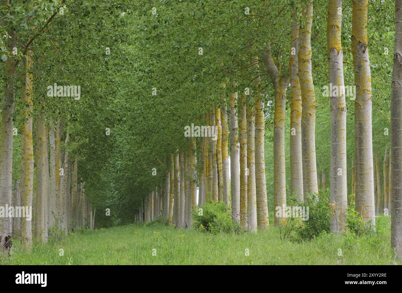 Poplar forest, Populus forest 10 Stock Photo - Alamy