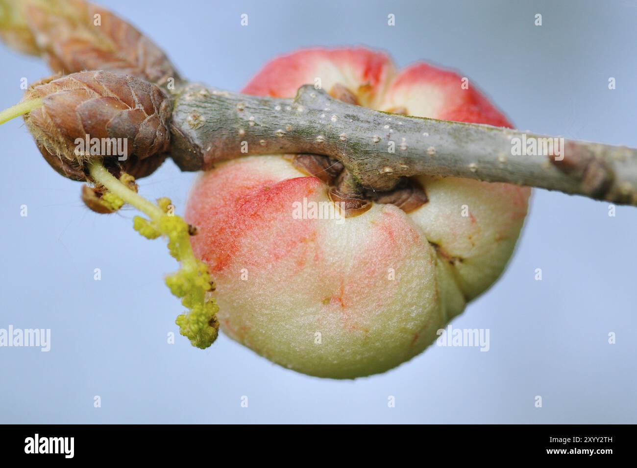 Plant galls on an oak tree. Galls on Pedunculate Oak Tree Stock Photo ...